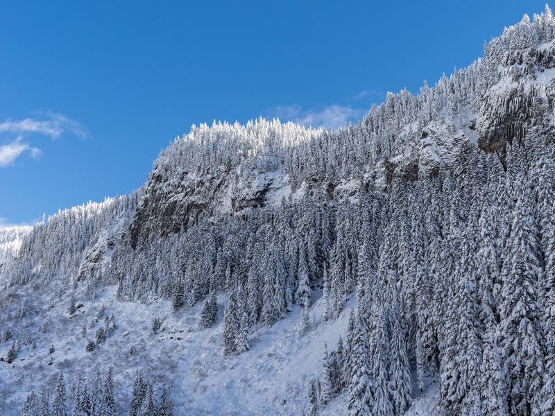 First Snow Rainier stock photo. Image of evergreen, fresh - 91526390