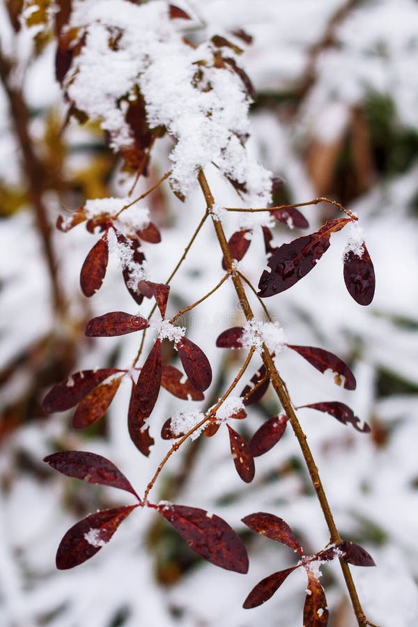 First snow on red leaves stock photo. Image of beautifully - 174071786