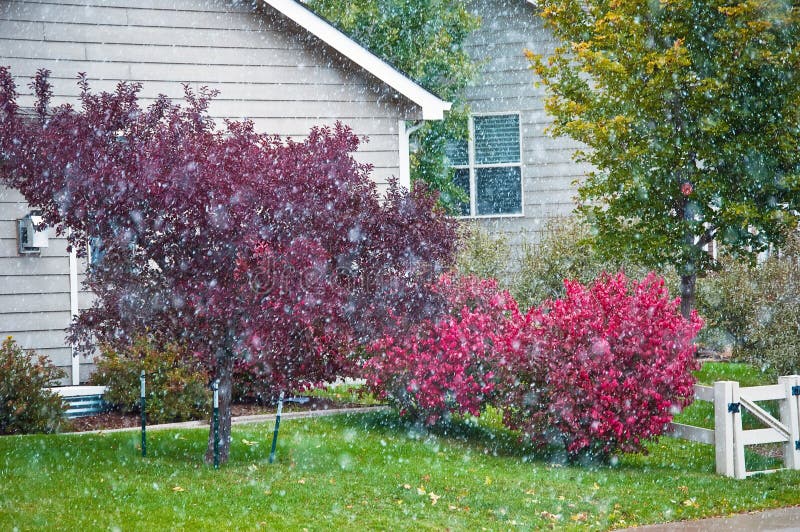First snow of the season stock image. Image of grass - 11286065