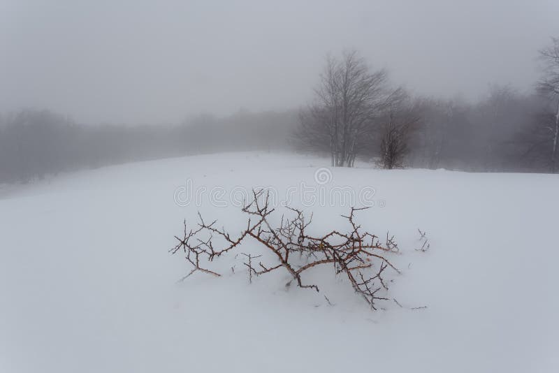 First snow storm stock image. Image of winter, tree, cold - 84188091