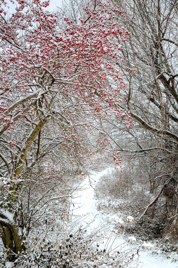 First snow stock image. Image of landscape, snow, freeze - 48386775