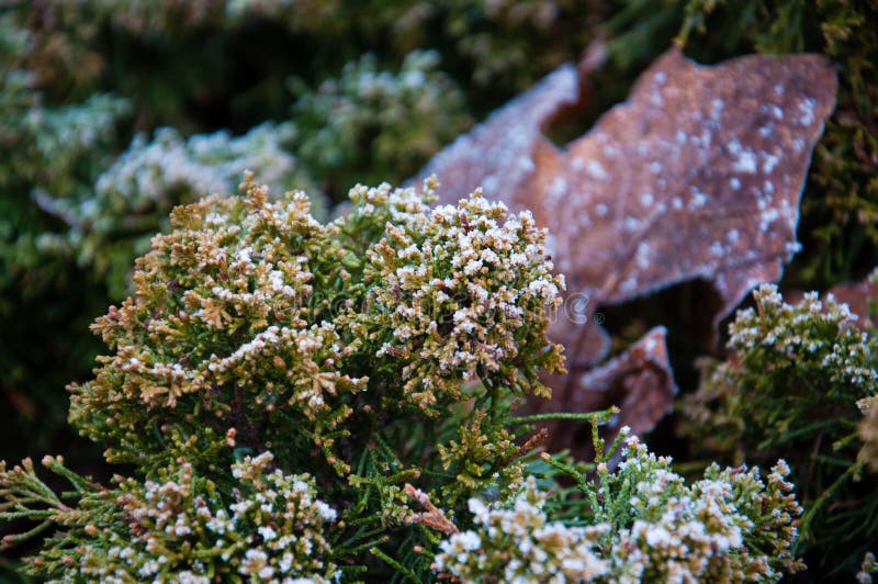 The First Snow on the Thuja Bush in the Park. Concept of Change of ...