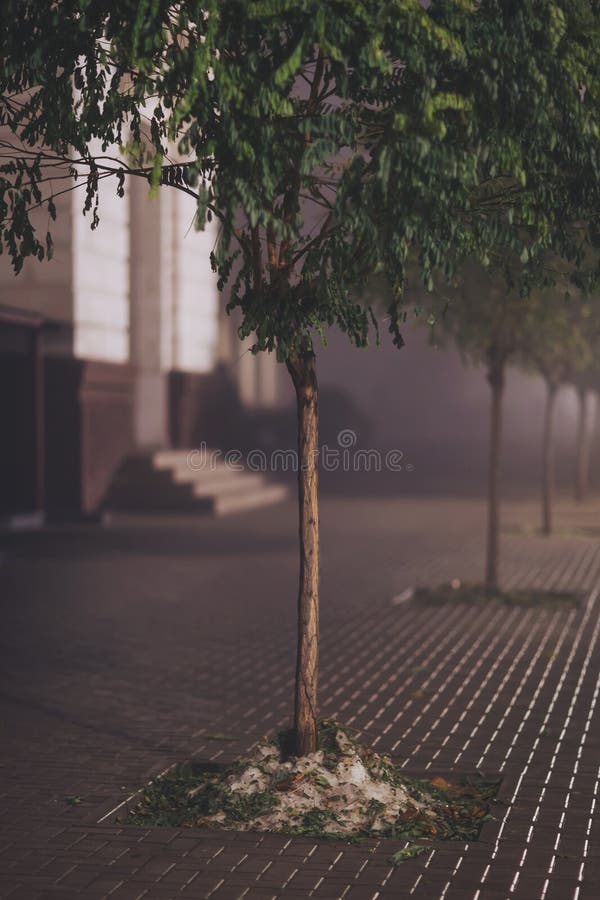 The First Snow in Town a Tree Pit. the Tree Stands in the Center of the ...