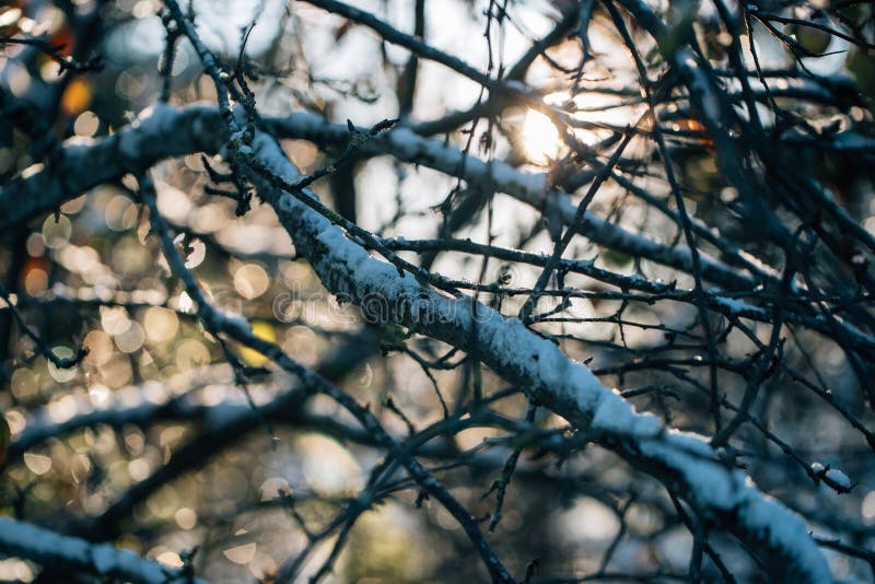 First Snow on the Tree in the Park Stock Photo - Image of closeup ...