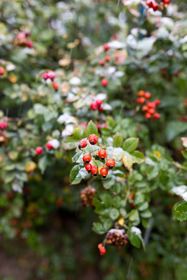 First Snow on the Wild Rose Stock Image - Image of healthy, white ...