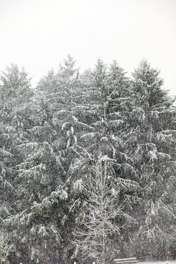 First Snow of Winter stock photo. Image of frozen, copy - 21906366