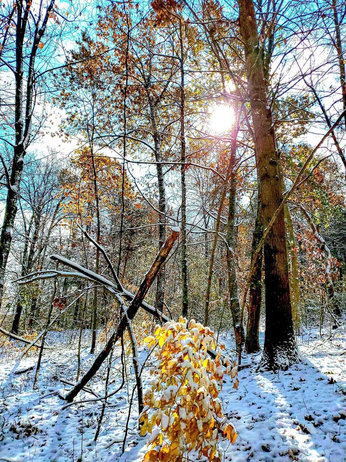 First Snow of Winter Blanketing the Forrest. Stock Image - Image of ...