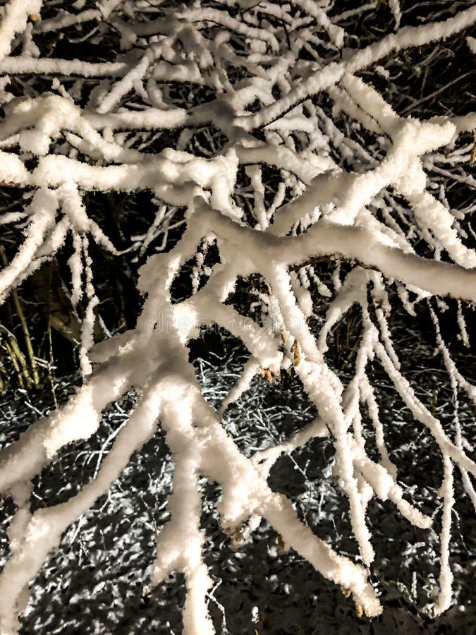 The First Snow in Winter, the Night in the Forest, Snow on the Branches ...