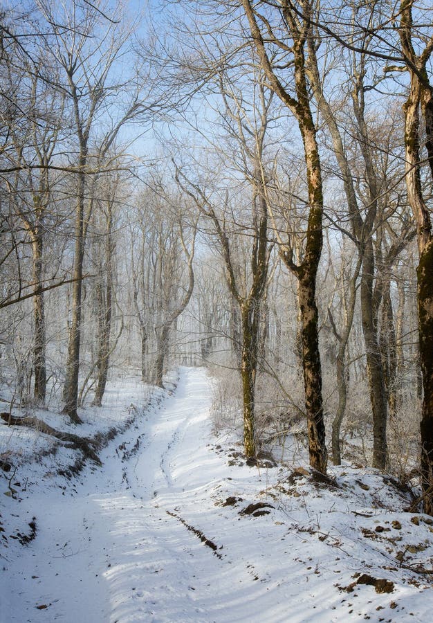 The First Snow in the Woods Stock Image - Image of landscape, season ...