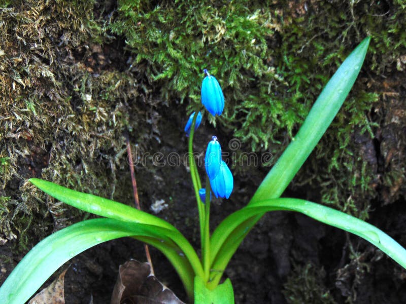 The first snowdrop stock image. Image of flower, forest - 172067975