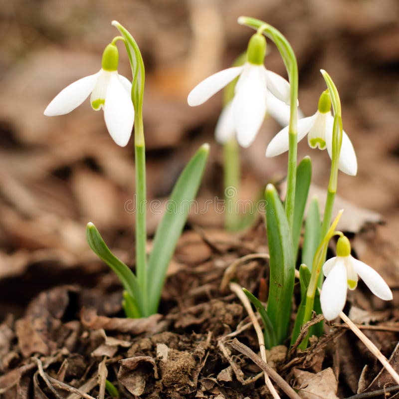 First snowdrop stock photo. Image of petal, flora, spring - 18581416