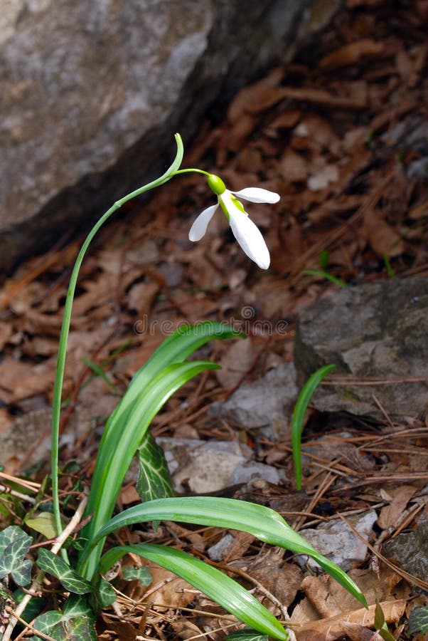The first snowdrop stock image. Image of flowers, brown - 37623277