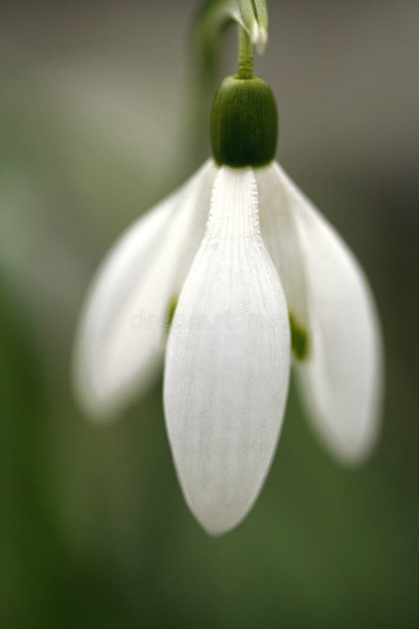 White snowdrop flower stock image. Image of green, outdoor - 12317007