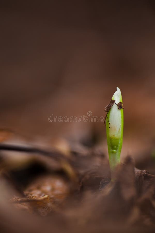 First Snowdrop stock image. Image of tender, spring, detail - 8607183