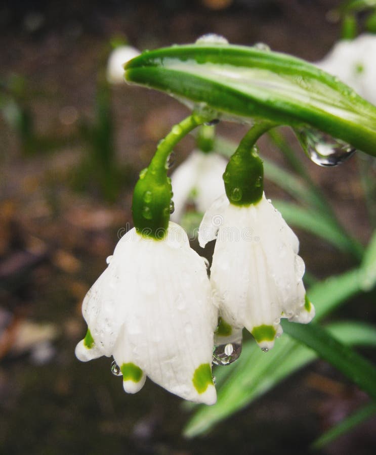 First Snowdrop Flowers Blooming in the Garden Close Up Stock Photo ... First Snowdrop Flowers Blooming in the Garden Close Up Stock Photo ...