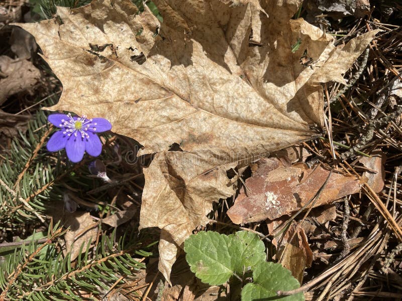 The First Snowdrop in the Sunlight Stock Photo - Image of march ...