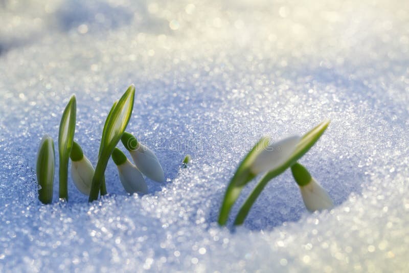 Snowdrops on snow stock photo. Image of hanging, forest - 4832370