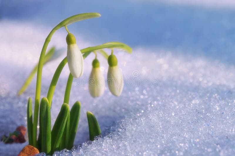 First Spring Flowers Snowdrops with Rain Drops Stock Image - Image of ...