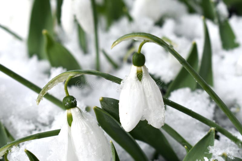 The First Snowdrops in March. Stock Photo - Image of march, 2020: 176294954