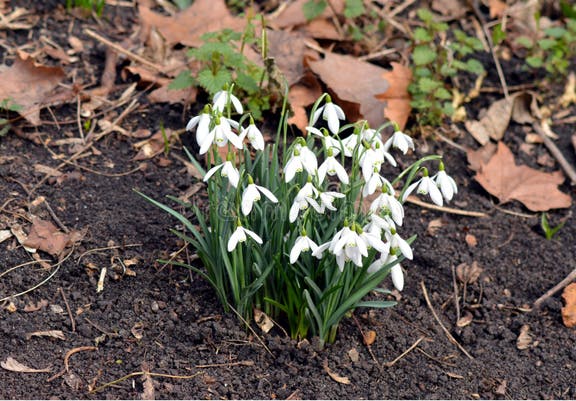 First snowdrops stock photo. Image of park, snowdrops - 87658270