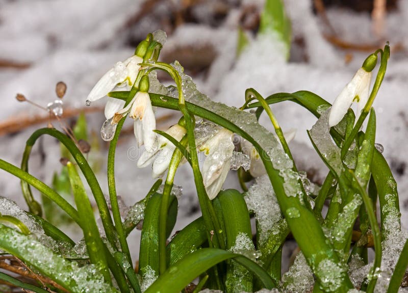 The First Snowdrops on Snow Stock Photo - Image of cold, garden: 90796662