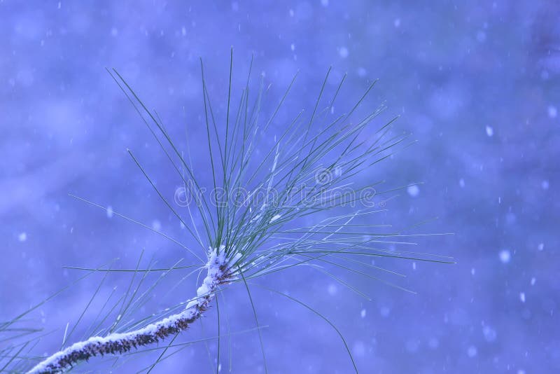 First Snowfall stock image. Image of serene, rural, tree - 11488183