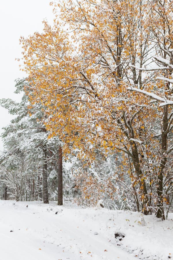 First Snow and Autumn Leaves on Tree Stock Photo - Image of tree ...