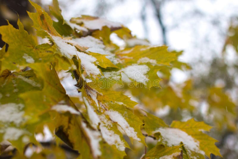 The First Snowfall on the Autumn Maple Leaves. Stock Image - Image of ...