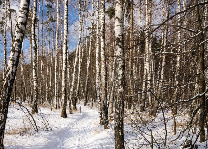First Snowfall in a City Park Stock Image - Image of light, forst ...