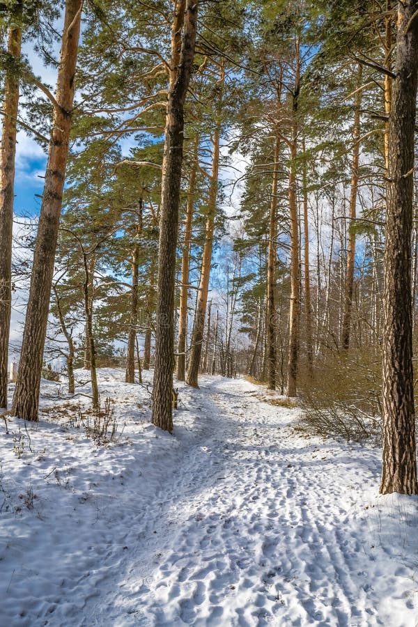 First Snowfall in a City Park Stock Image - Image of white, dacha ...