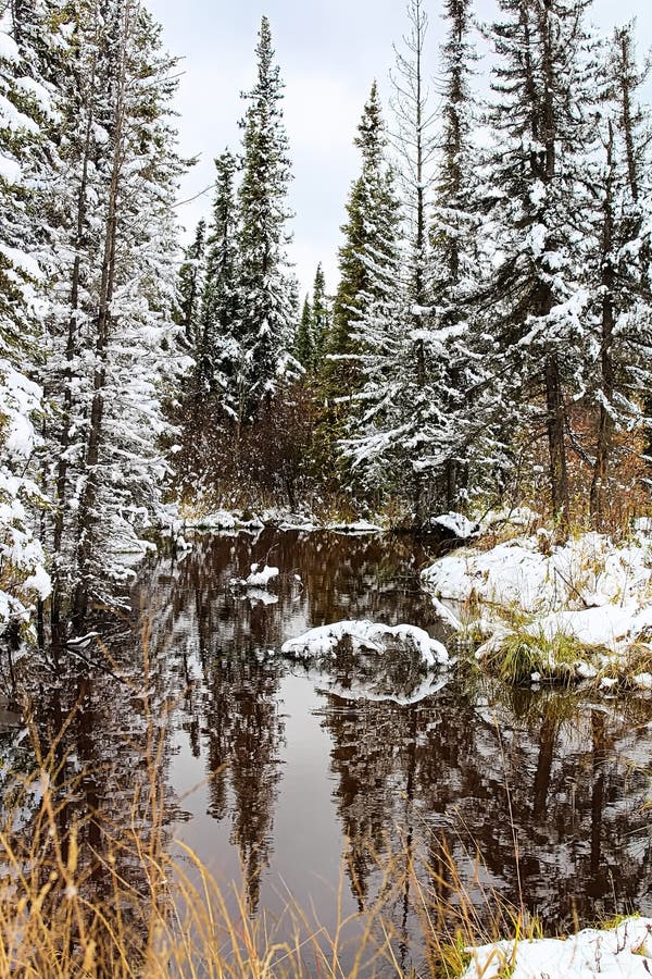 First Snowfall in the Forest with Water Reflections Stock Photo - Image ...