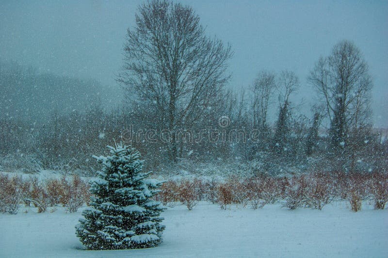 First Snowfall stock photo. Image of landscape, snow - 82735276