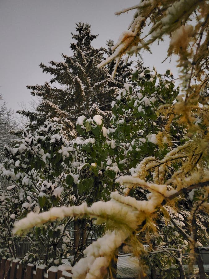 First Snowfall always Looks so Pretty. Stock Image - Image of trees ...