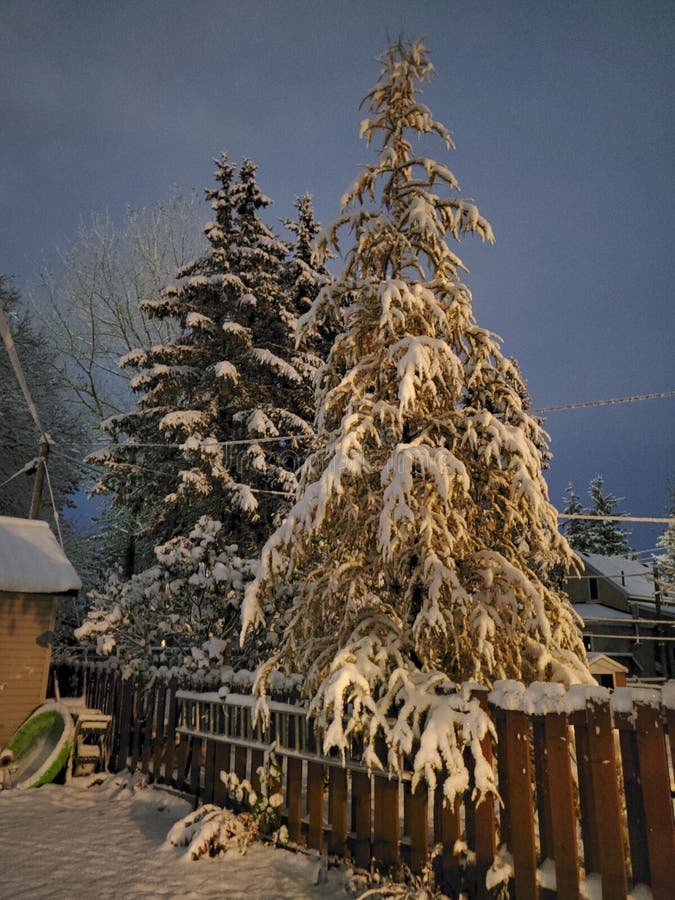 First Snowfall always Looks so Pretty. Stock Photo - Image of looks ...