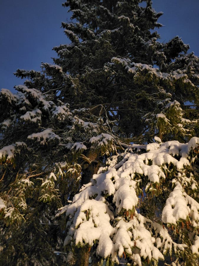 First Snowfall always Looks so Pretty. Stock Image - Image of trees ...