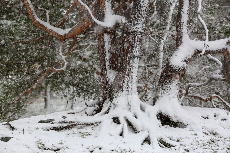 First snowfall in October stock photo. Image of bizzard - 293692898