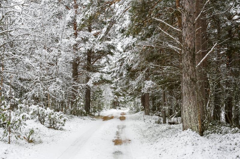 First snowfall stock photo. Image of woods, cold, norway - 162474962