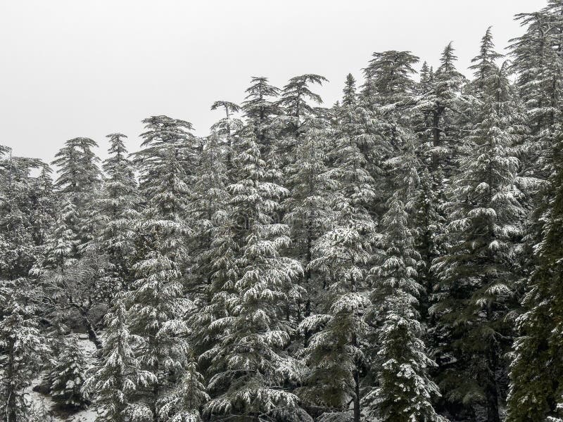 First Snowfall of the Year Falling on Cedar Trees Stock Image - Image ...