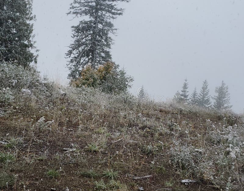 First Snowfall of the Year What a Sight. Stock Photo - Image of ...