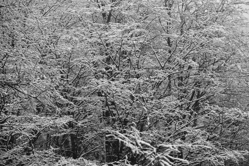 The Snow Covers the Branches of the Trees in White Stock Image - Image ...