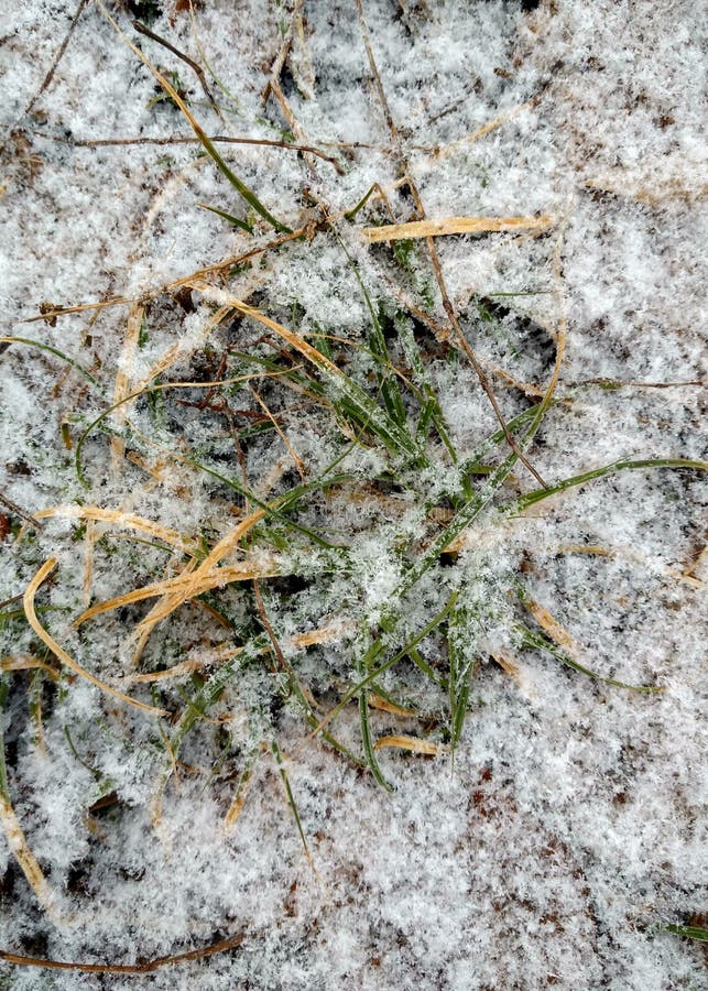 The first snowflakes. stock photo. Image of snow, early - 107575406