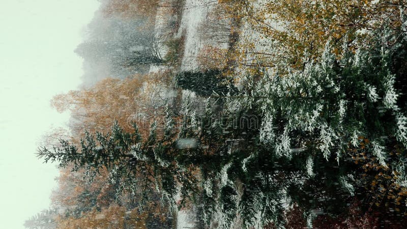 First Snowing in Forest. First Snowfall. Snow Falling on Trees ...