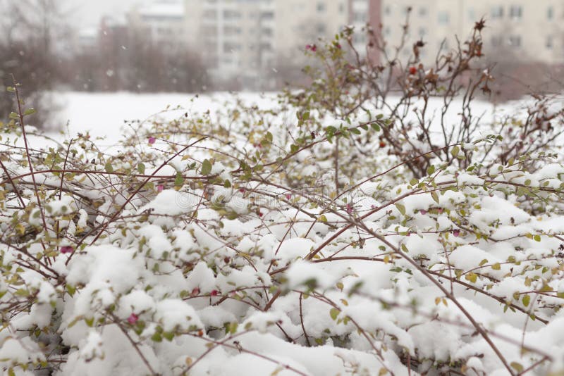 The first snowstorm stock photo. Image of cold, cool - 64623992