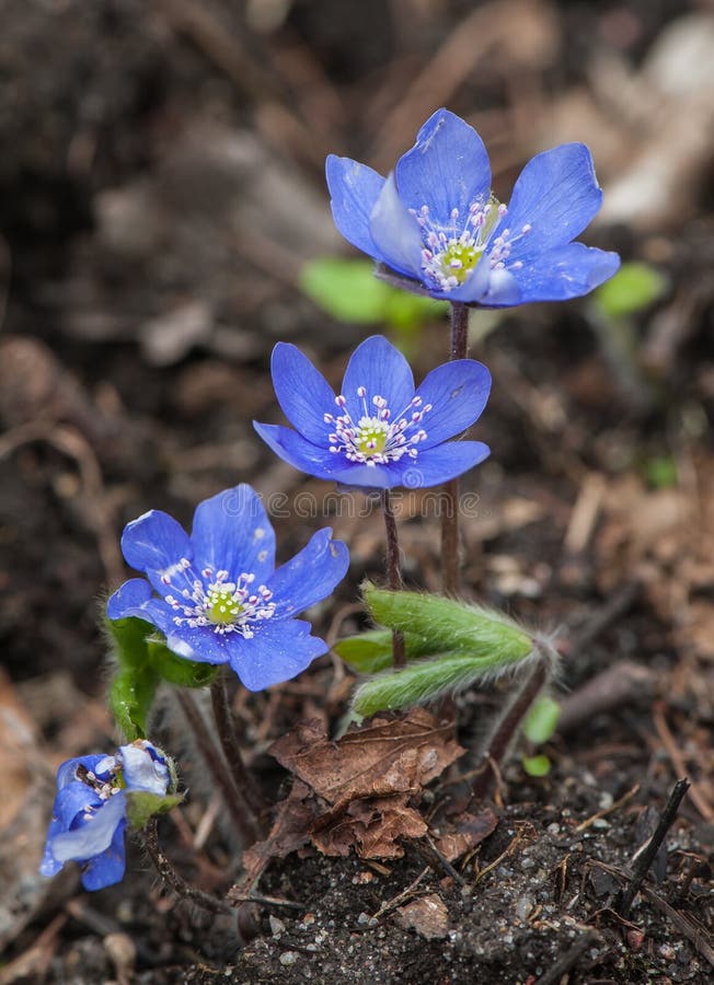Spring Anemones in Watering Can Stock Image - Image of design, nature ...