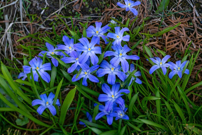 The First Spring Beautiful Blue Spring Flowers Chionodoxa Stock Photo ...