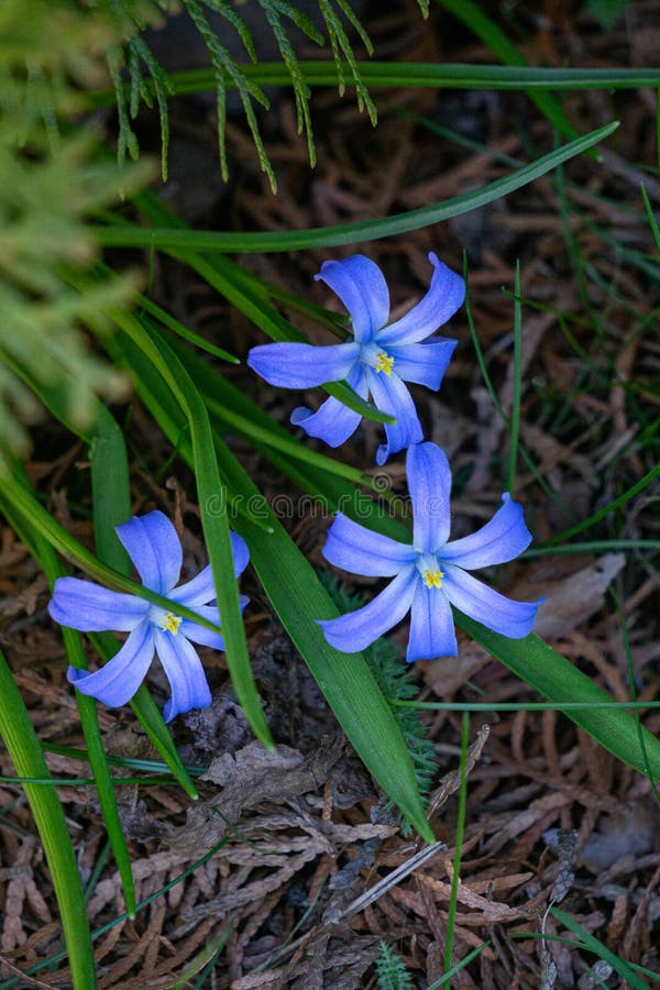 The First Spring Beautiful Blue Spring Flowers Chionodoxa Stock Photo ...