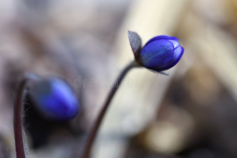 The First Spring Beautiful Wildflowers Sprout through the Soil in the ...