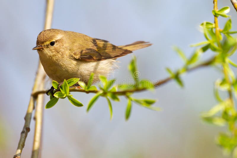 First Spring Bird on a Branch with First Leaves Stock Image - Image of ...
