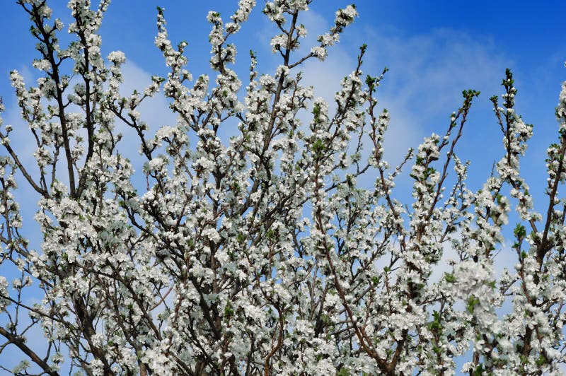 First spring blooming tree stock image. Image of nature - 114647319