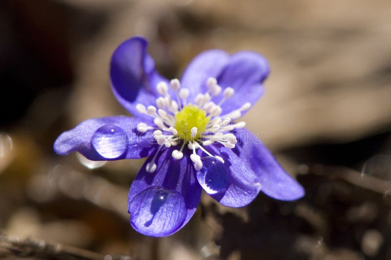 Rain Flower Blue stock photo. Image of nature, water - 12375890